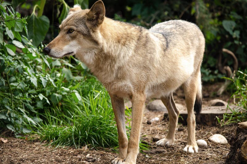 Wolves at the Zoo and Visitors at the Aviary. Stock Photo - Image of ...