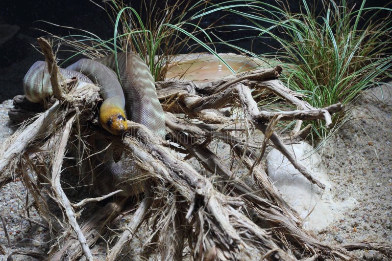 Woma python stock photo. Image of australian, heads, smells - 2245256