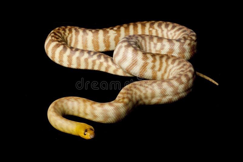Woma python stock photo. Image of crawling, genetic, aggressive - 10485748