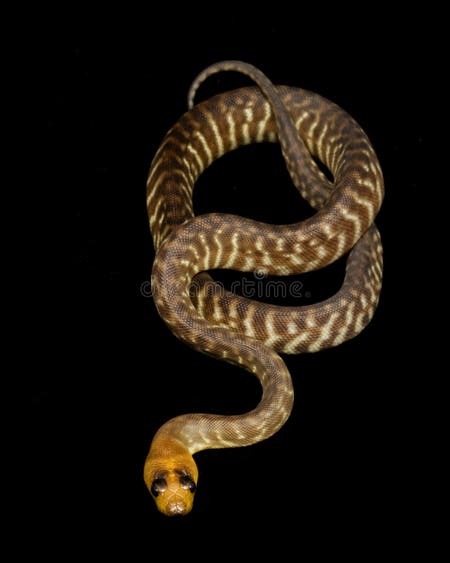 Woma Python (Aspidites Ramsayi) Stock Image - Image of biology ...