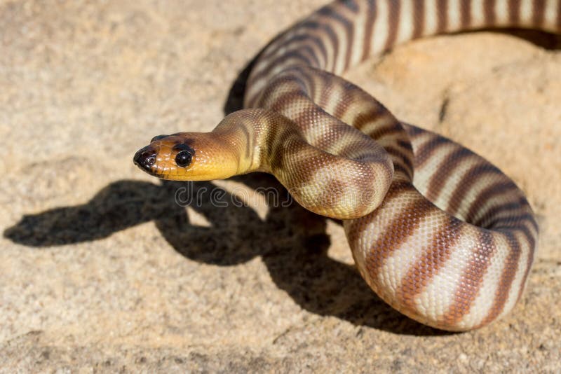 Woma Python (Aspidites Ramsayi) Stock Photo - Image of sinister ...
