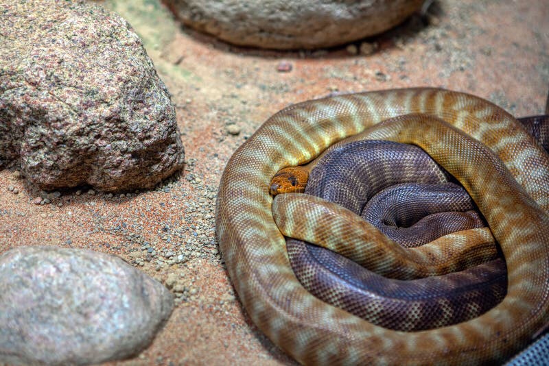 Woma Pythonschlange (Aspidites Ramsayi) Stockbild - Bild von reptil ...