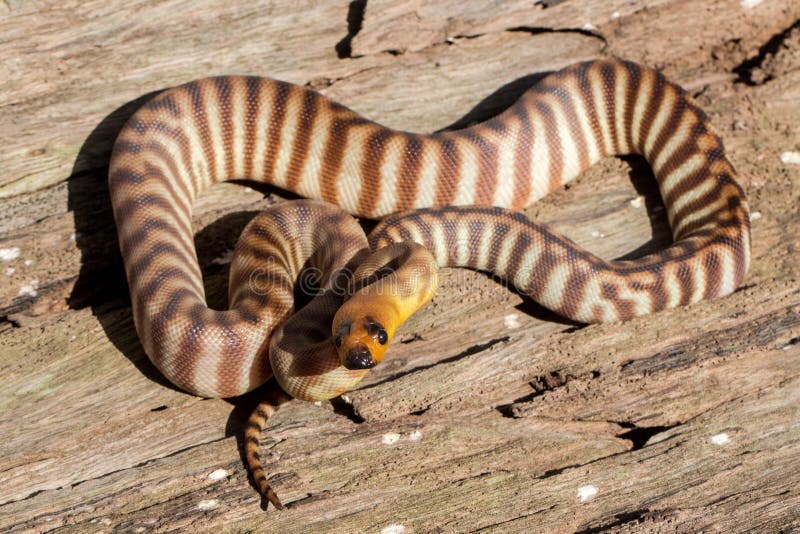 Woma Python (Aspidites Ramsayi) Stock Photo - Image of sinister ...