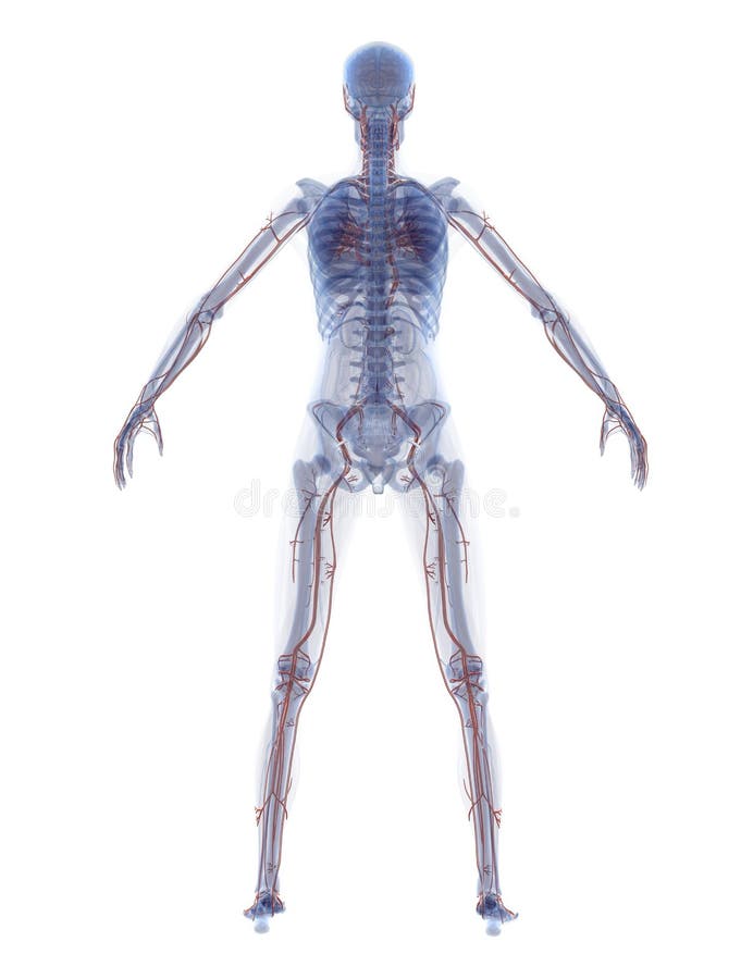 Woman Anatomy stock illustration. Illustration of head - 29068961