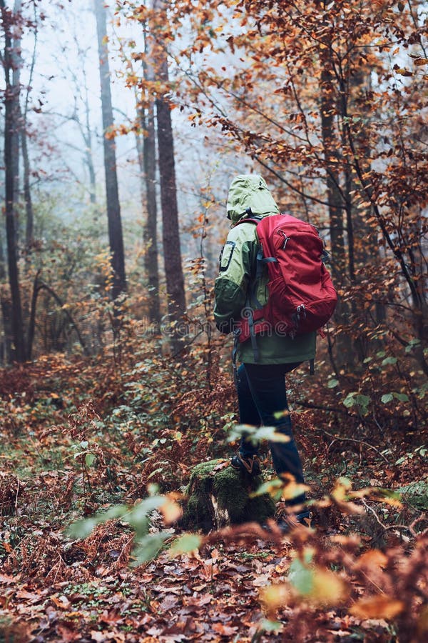 Woman with Backpack Wandering Around a Forest on Autumn Cold Day Stock ...