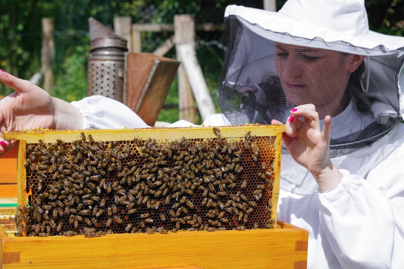 One Woman Beekeeper Checking the Honeycomb of a Beehive Stock Image ...