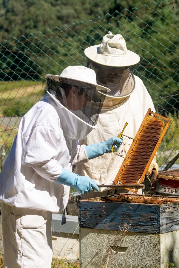 Woman Beekeeper Extracting a Honeycomb from a Hive in Front of Another ...