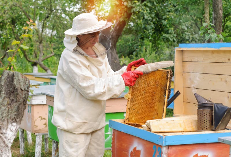 Woman Beekeeper Selects Honey Comb To Drain Stock Image - Image of ...