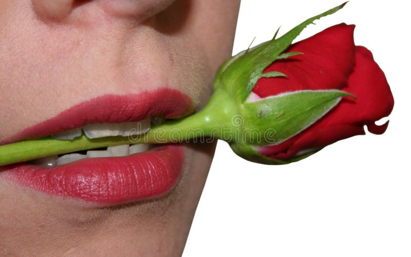 Woman biting on rose stem stock image. Image of mouth, woman - 955179