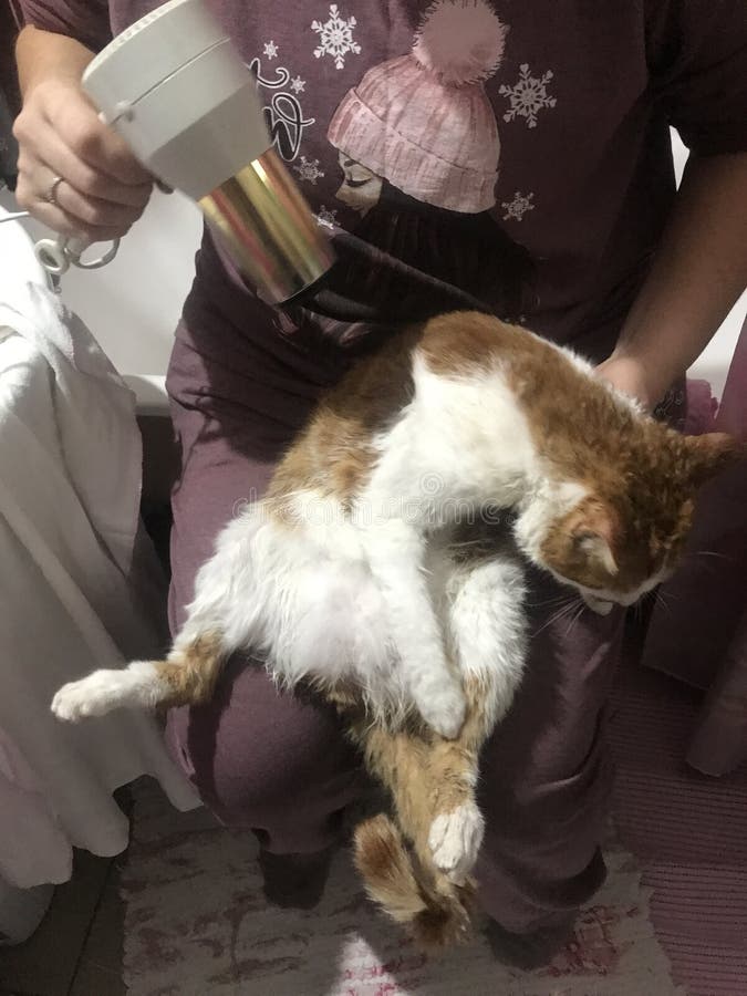 The Woman is Blow-drying a Ginger Kitten after Washing it Stock Image ...