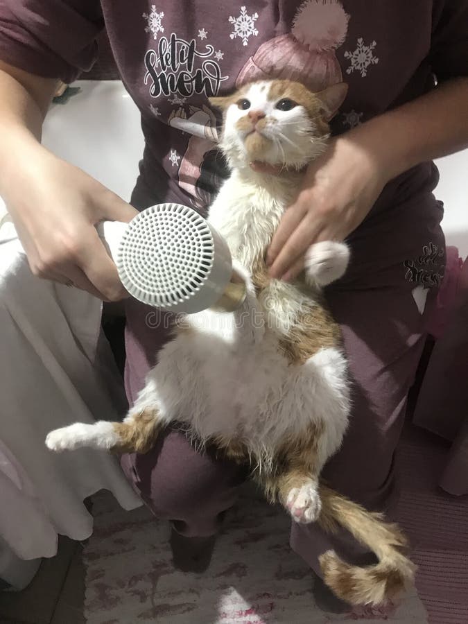 The Woman is Blow-drying a Ginger Kitten after Washing it Stock Photo ...