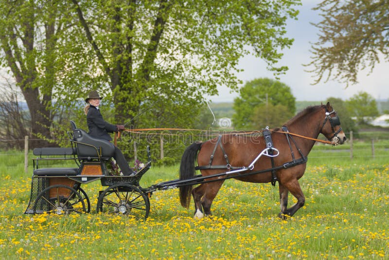 Woman riding carriage stock image. Image of woman, profile - 15582953