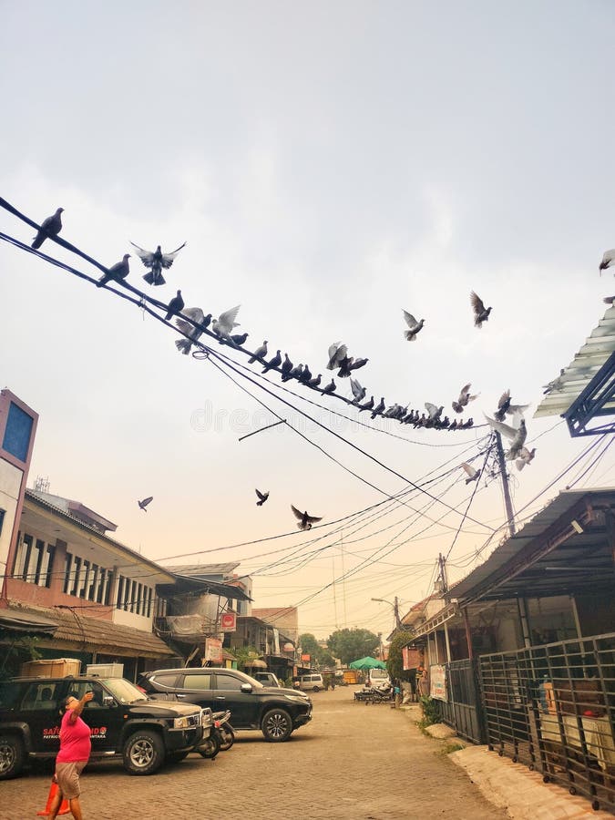 A woman chase away pigeons editorial photo. Image of birds - 345366286