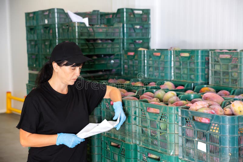Woman Checks the Number of Mango Boxes Against the Data on the Invoice ...