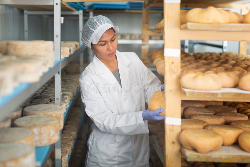 Woman Cheesemaker Checking Aging Process of Cheese in Maturing Chamber ...