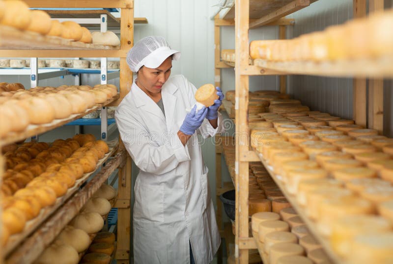Woman Cheesemaker Checking Aging Process of Cheese in Maturing Chamber ...