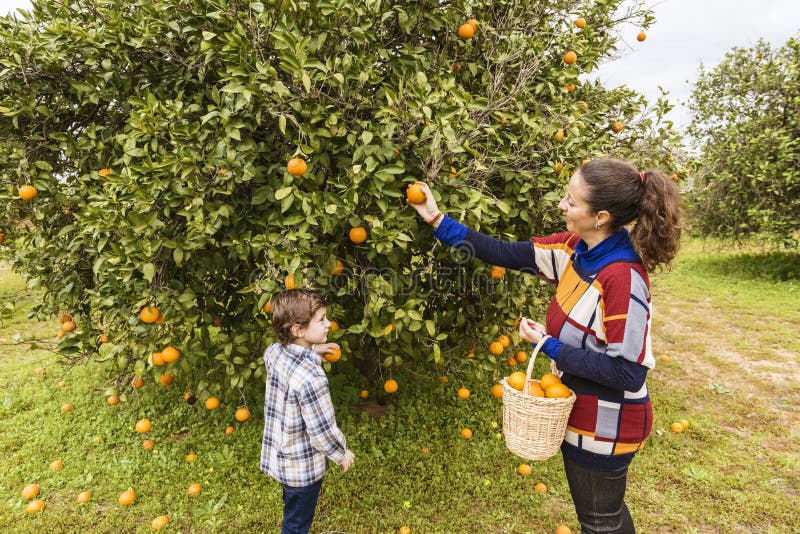 Woman and Child Picking Oranges Stock Photo - Image of grove, farmer ...
