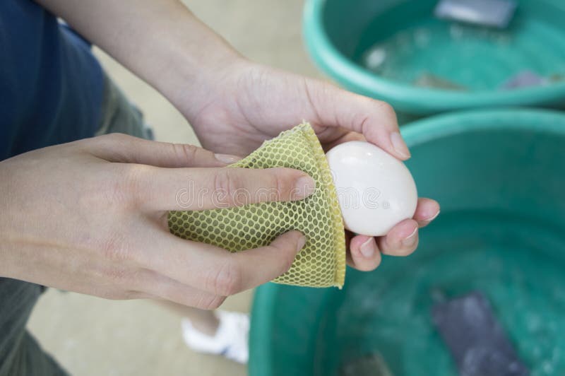 Woman clean egg stock photo. Image of body, wipe, hand - 68987920