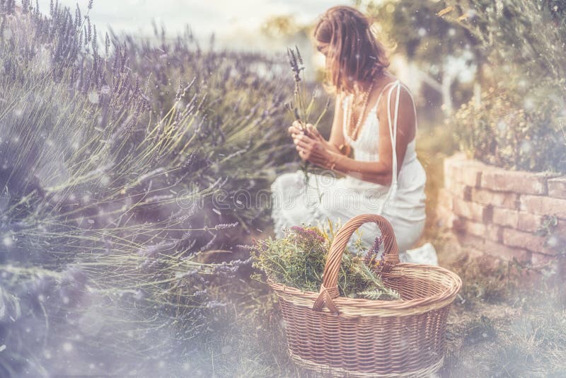 Woman Collect Lavender. Woman in the Lavender Field. Stock Photo ...