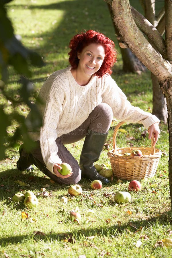 Woman Collecting Apples Off the Ground Stock Image - Image of fresh ...