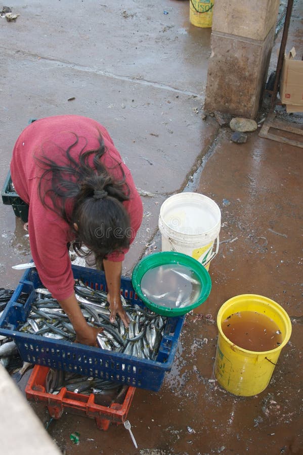 Woman collecting fish stock photo. Image of sushi, prepare - 2676374