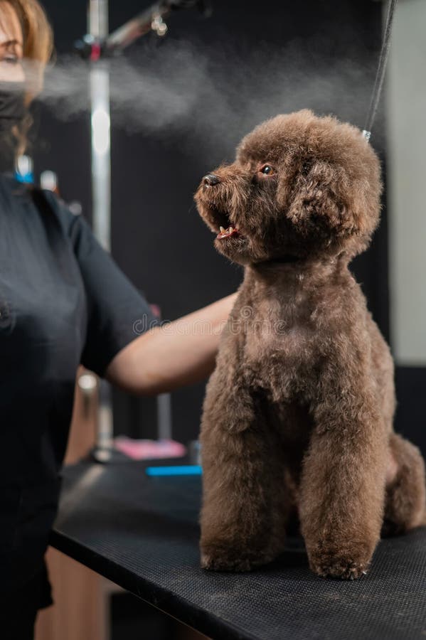Woman Combing a Small Dog with Scissors in a Grooming Salon. Stock ...