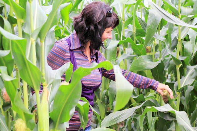 Woman in corn stock photo. Image of happy, young, pleasure - 138677722