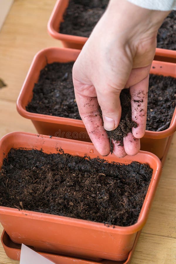 Woman Covers Planted Seeds Prepared Soil Stock Photos - Free & Royalty ...