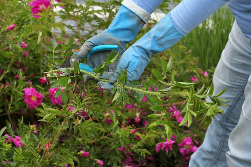 Woman Cuts a Wild Climber Roses with Pruning Shears Stock Photo - Image ...