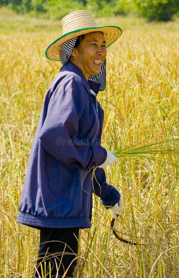 Woman cutting rice stock photo. Image of hard, harvest - 13284026