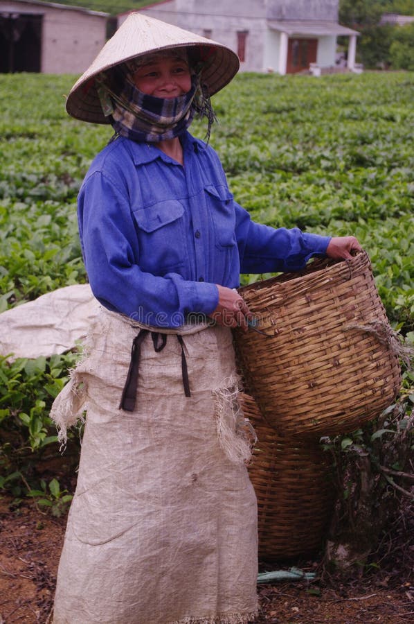 Woman cutting tea editorial stock photo. Image of conical - 18080148