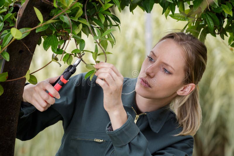 Woman Cutting Tree in Garden Stock Image - Image of agriculture ...