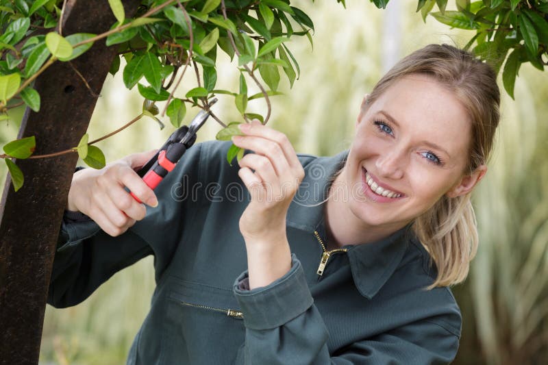 Woman cutting tree stem stock photo. Image of garden - 292370048