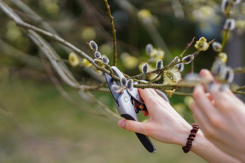 Woman is Cutting Willow Branches on Early Spring Stock Photo - Image of ...