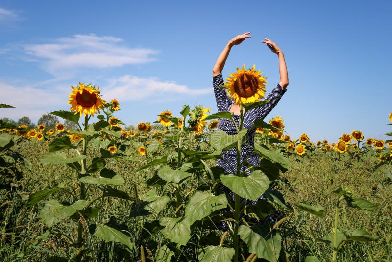 478 Dancing Sunflower Stock Photos - Free & Royalty-Free Stock Photos ...