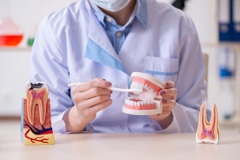 The Woman Dentist Practicing Work on Tooth Model Stock Photo - Image of ...
