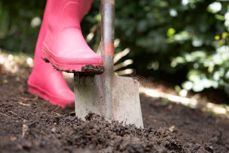 Woman digging in garden stock photo. Image of outdoors - 21590818