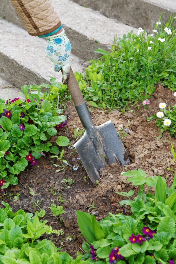 Woman Digging the Ground with a Shovel Stock Photo - Image of work ...