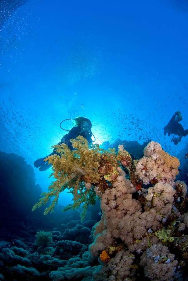 Woman Diver Photographing the Reef Stock Image - Image of gear ...