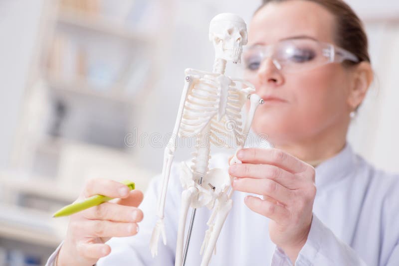 The Woman Doctor Studying Human Skeleton Stock Photo - Image of care ...