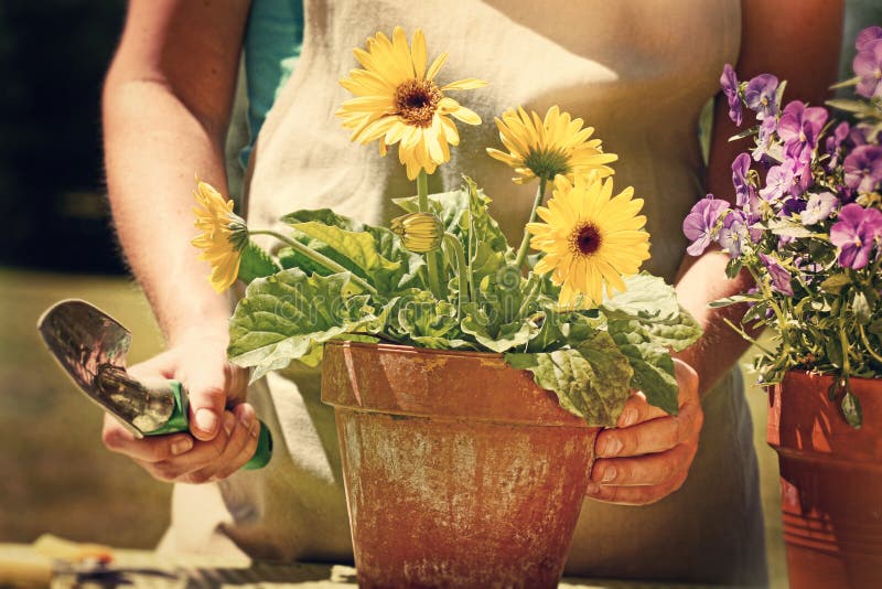 Woman doing garden work stock image. Image of clear, happy - 19061893