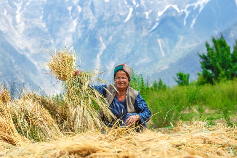 Woman drying wheat stock image. Image of crop, food, agricultural ...