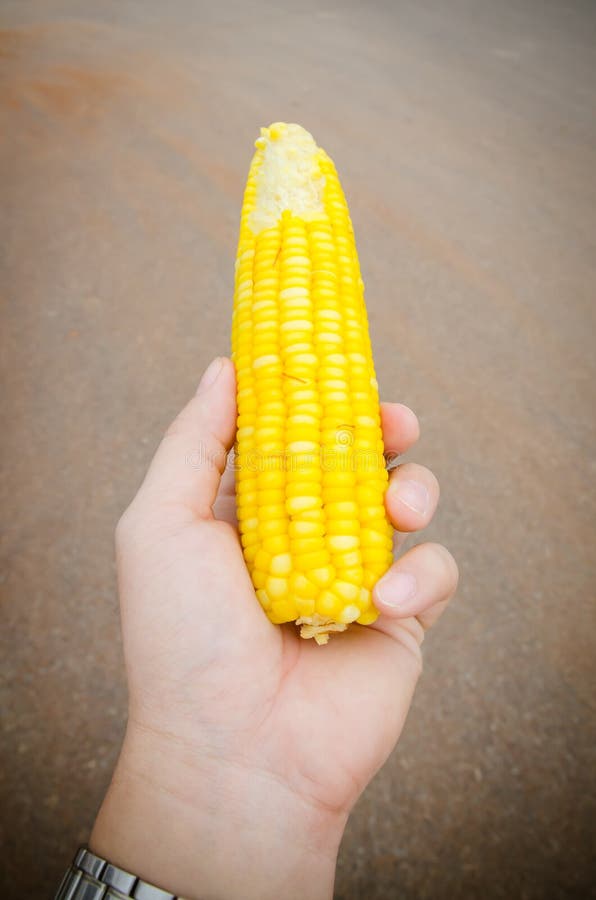 Woman Eats Boiled Corn in Hand Stock Photo - Image of preparation ...