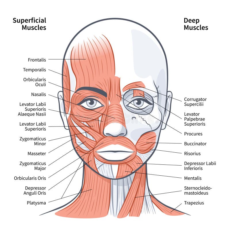 Woman Facial Anatomy Trapezius Neck Muscle Vector Illustration Stock ...