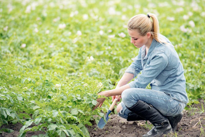 Woman Farm Worker Caring for the Growing Crop Stock Image - Image of ...