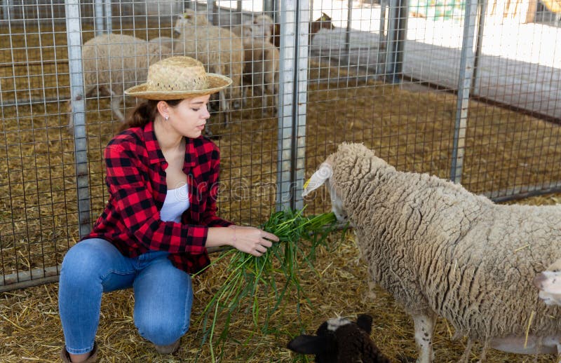Woman Farm Worker Taking Care of Sheep Stock Image - Image of breeding ...
