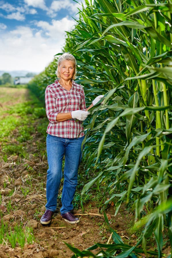 Woman Farmer Harvesting Corn Stock Image - Image of outdoor ...