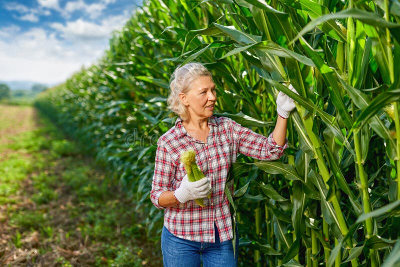 Woman Farmer Harvesting Corn Stock Image - Image of people, mature ...