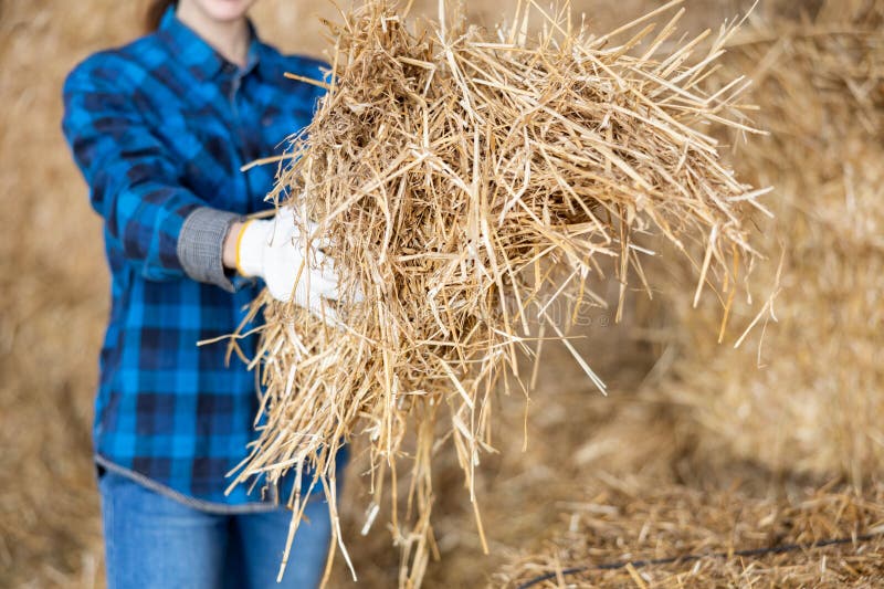 Woman Farmer Holding Bunch of Hay Stock Photo - Image of professional ...