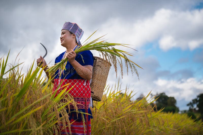 Woman Farmer with Paddy Rice on Rice Terrace Stock Photo - Image of ...